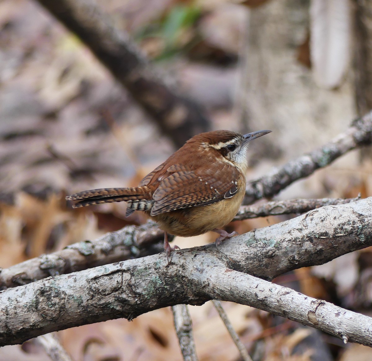 eBird Checklist - 6 Jan 2024 - Prairie Creek Park (Collin Co. portion ...