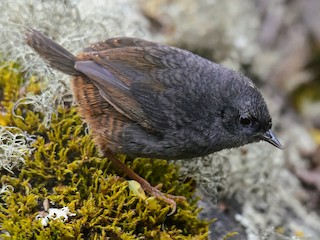 Vilcabamba Tapaculo - eBird