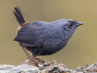 Vilcabamba Tapaculo - eBird