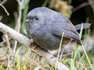 Vilcabamba Tapaculo - eBird