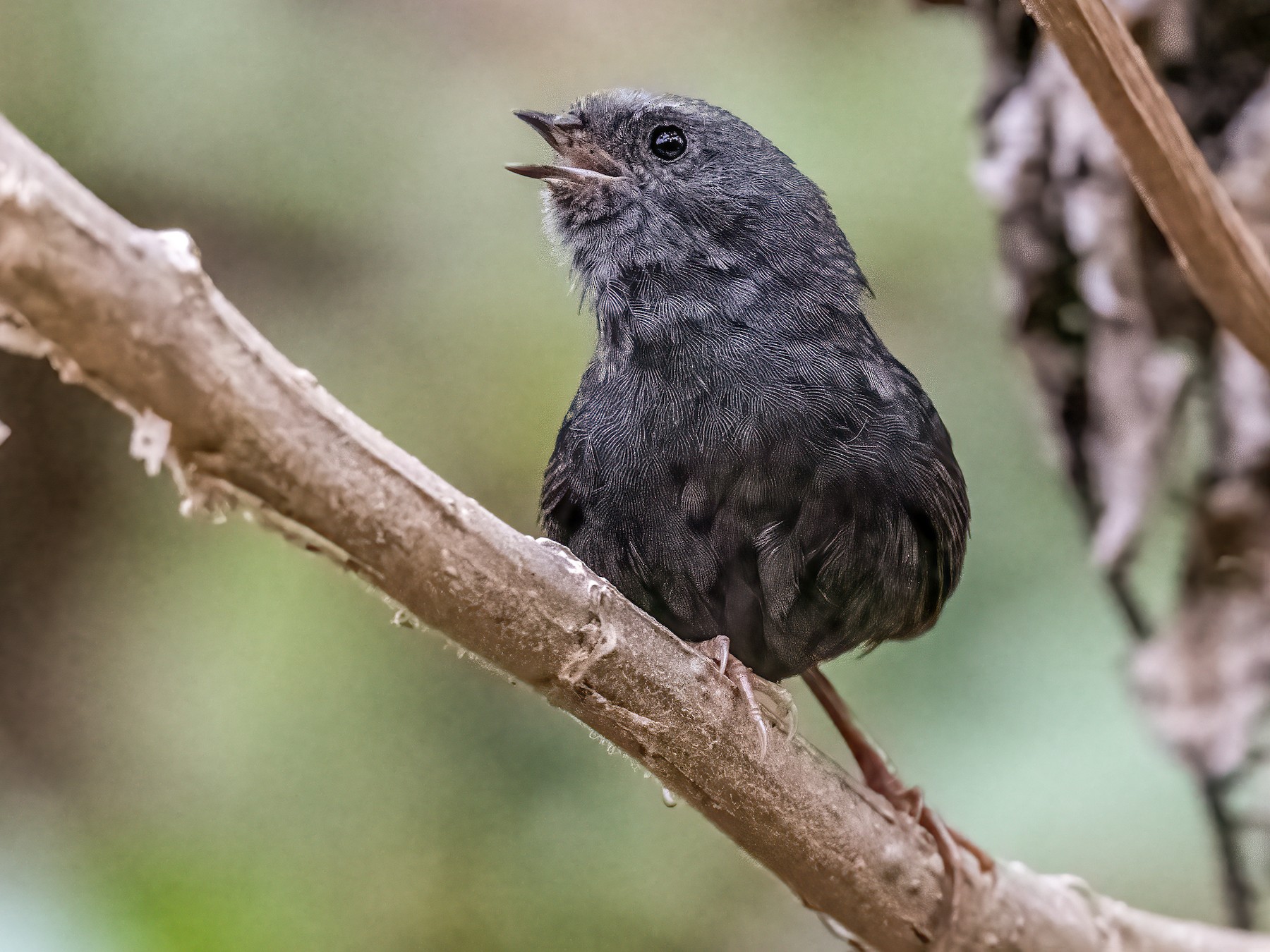 Vilcabamba Tapaculo - eBird