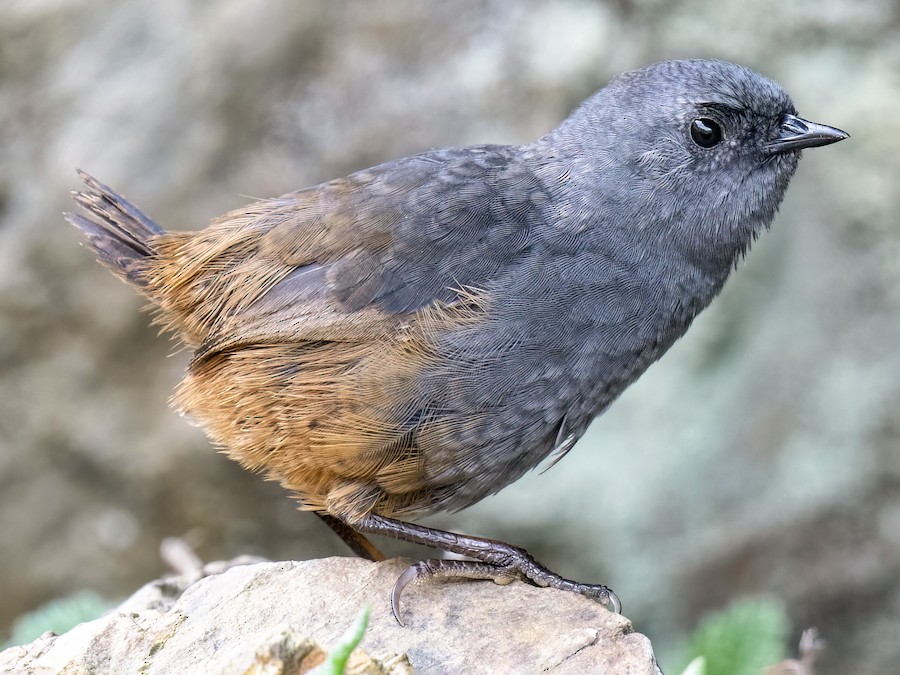 Vilcabamba Tapaculo - eBird