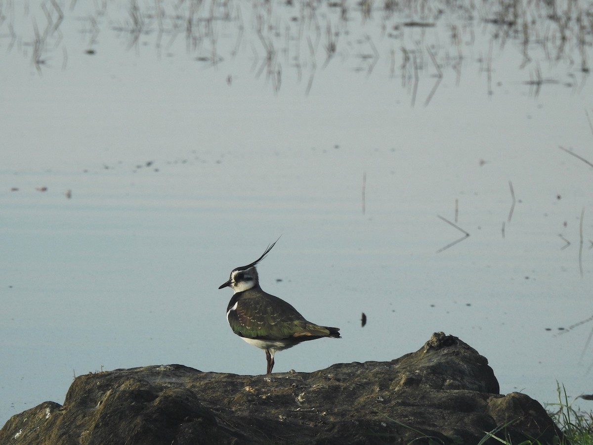 eBird Checklist - 6 Jan 2024 - ZPE Castro Verde--açude de Entradas - 27 ...