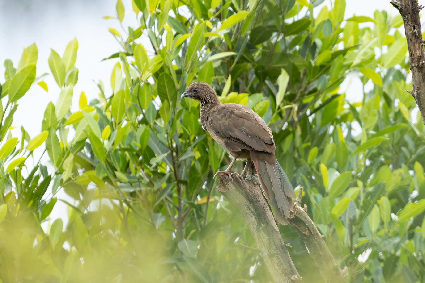 Speckled Chachalaca (Parana) - eBird