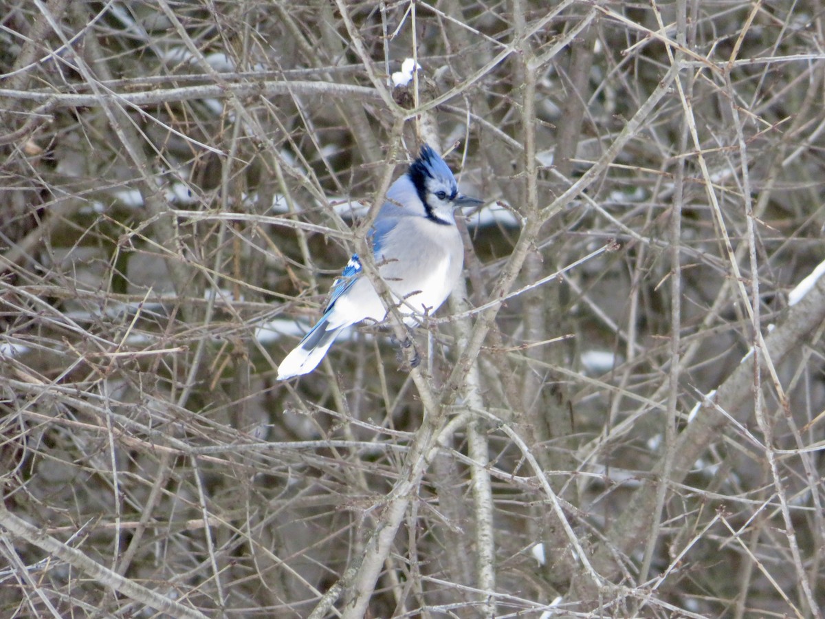 eBird Checklist - 9 Jan 2024 - Ottawa--Stony Swamp (Sarsaparilla Trail ...