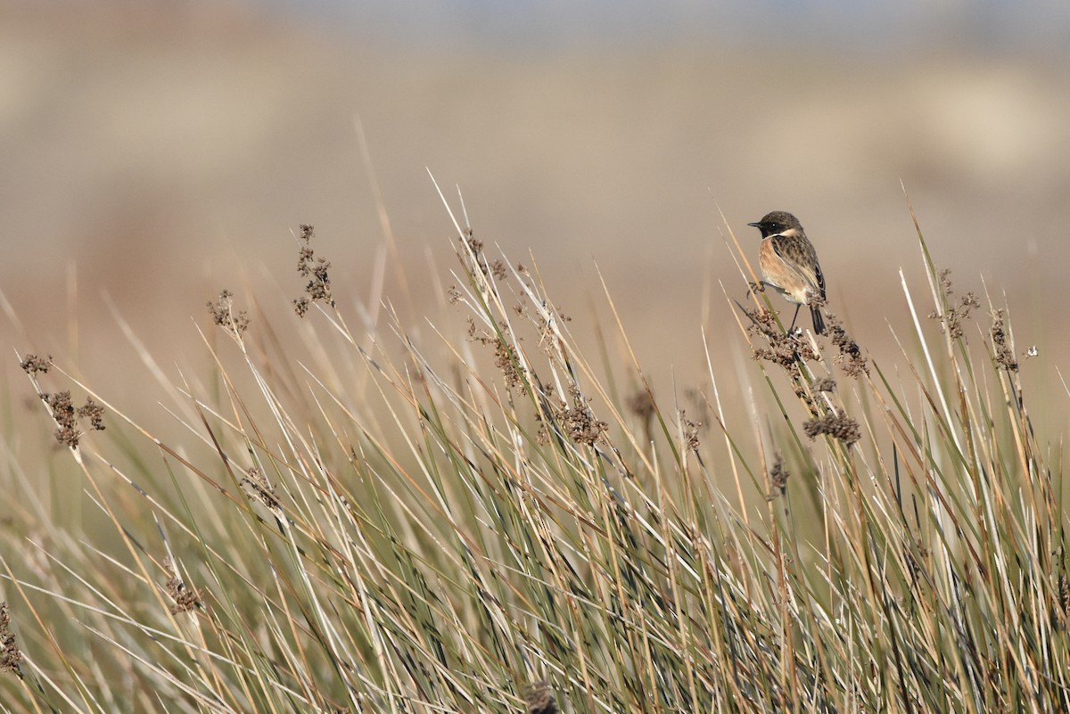eBird Checklist - 29 Dec 2023 - Angelochori lagoon & saltpans (ΛΘ ...