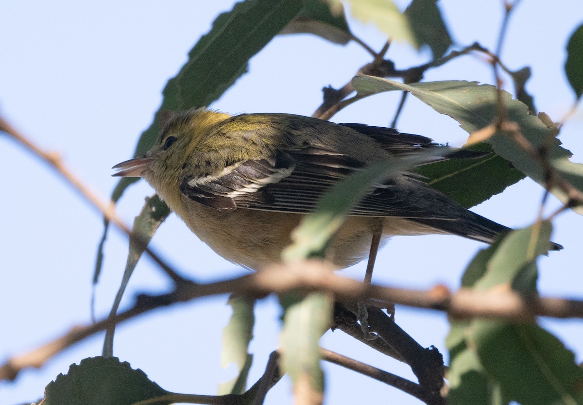 eBird Checklist - 8 Jan 2024 - 3463 Padaro Ln, Carpinteria US-CA 34. ...