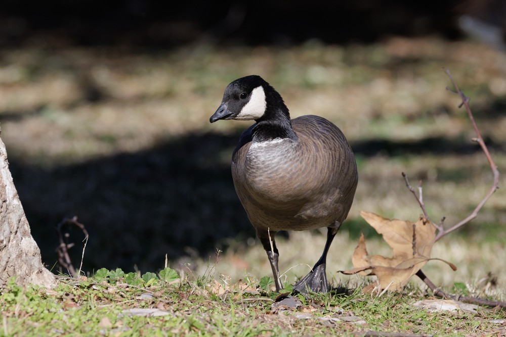 eBird Checklist - 9 Jan 2024 - Frank G. Bonelli RP/Puddingstone ...