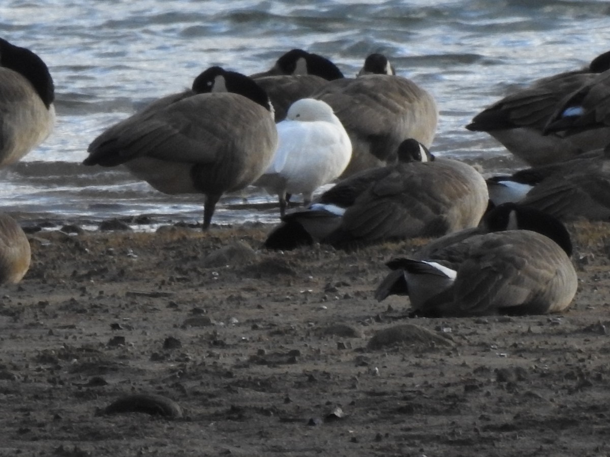 eBird Checklist - 9 Jan 2024 - Soddy Daisy Park Bird Sanctuary - 3 species
