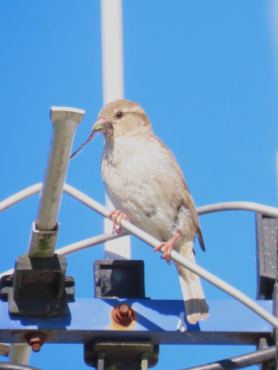 eBird Checklist - 10 Jan 2024 - 871 Dookie Rd - 16 species