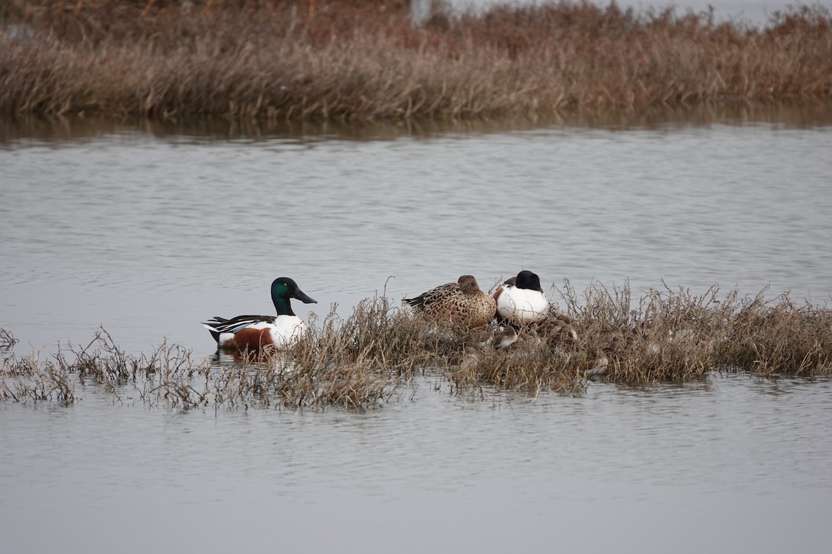 eBird Checklist - 9 Jan 2024 - Palo Alto Baylands Nature Preserve, Palo ...