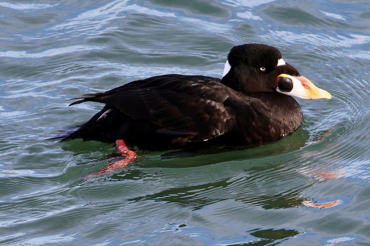 eBird Checklist - 9 Jan 2024 - Marina del Rey north jetty , Los Angeles ...