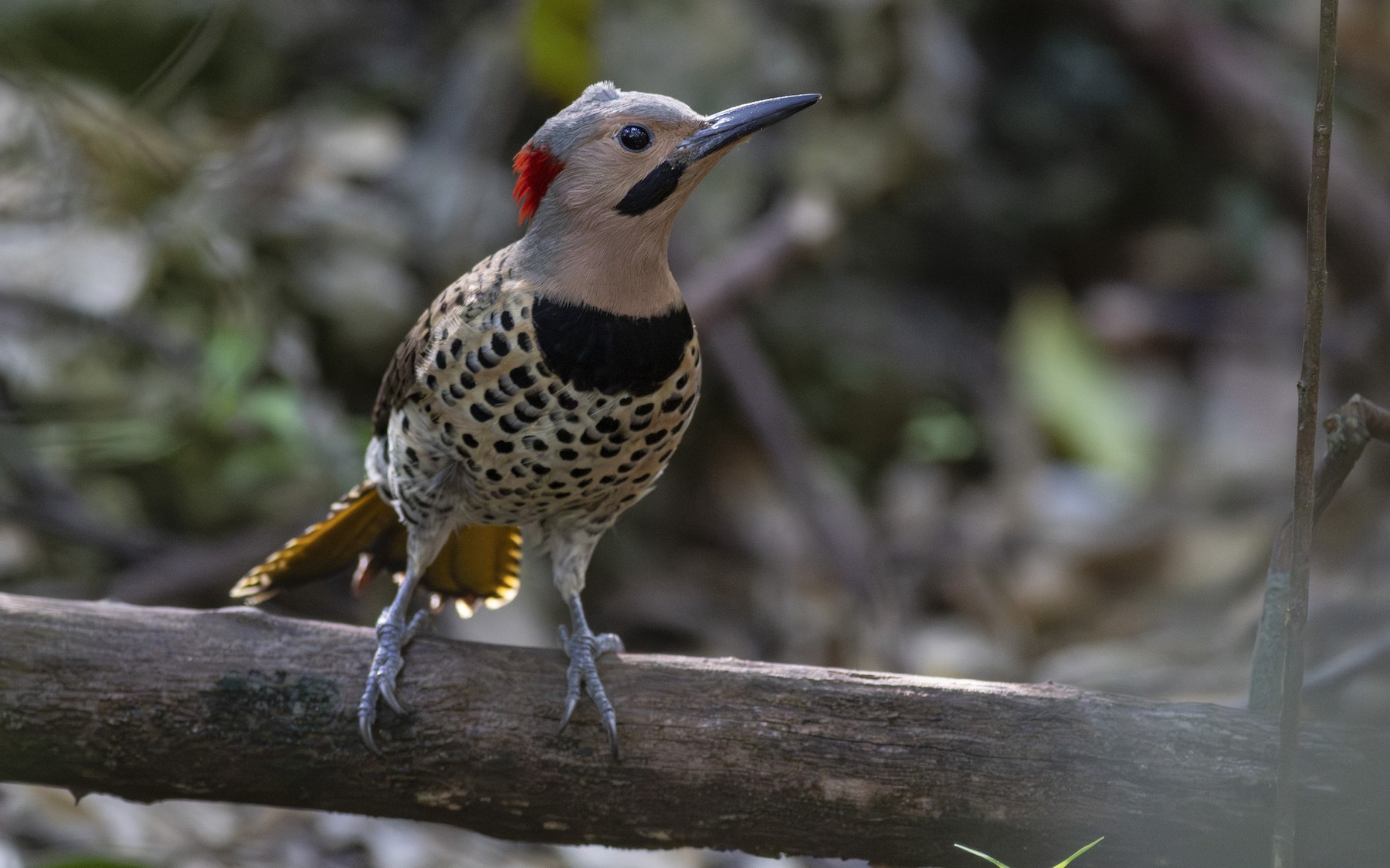 Northern Flicker (Grand Cayman I.) - eBird