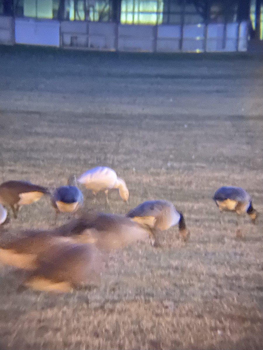 eBird Checklist - 8 Jan 2024 - Rutgers University--Douglass and Cook ...