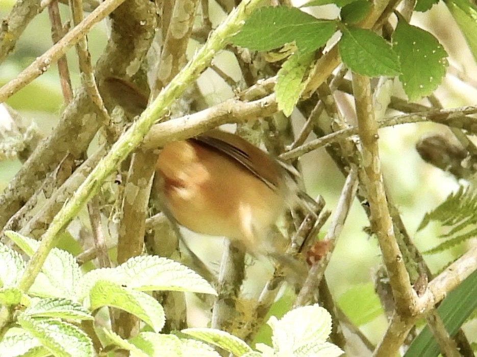 Cabanis's/Isthmian Wren - eBird