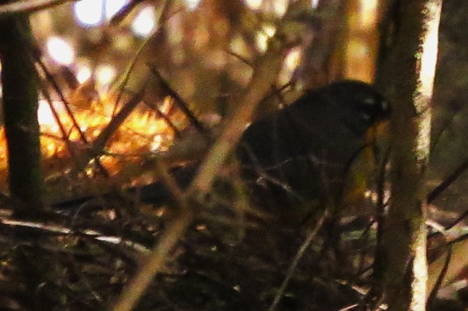 eBird Checklist - 9 Jan 2024 - Univ. of Texas, RGV (Brownsville ...