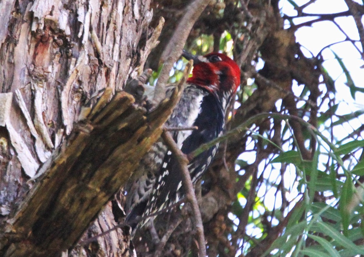 eBird Checklist - 9 Jan 2024 - Biddle Regional Park - 14 species