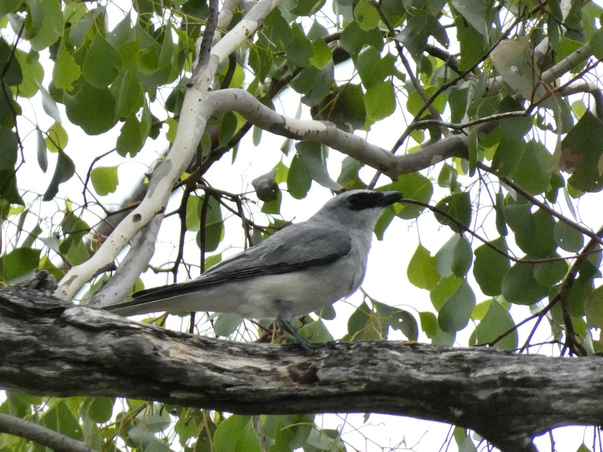 eBird Checklist - 9 Jan 2024 - Western Creek State Forest--Dunmore Rd ...