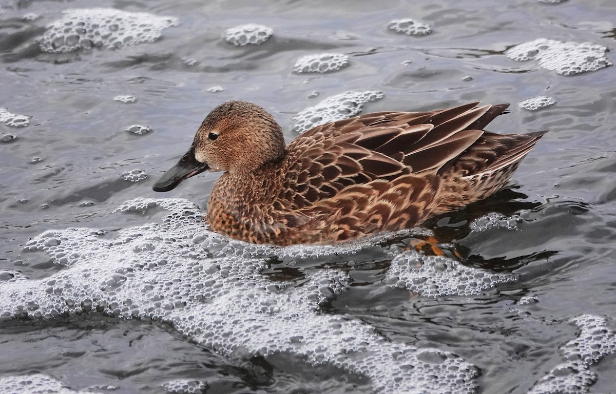 eBird Checklist - 6 Jan 2024 - Henderson Bird Viewing Preserve - 43 species