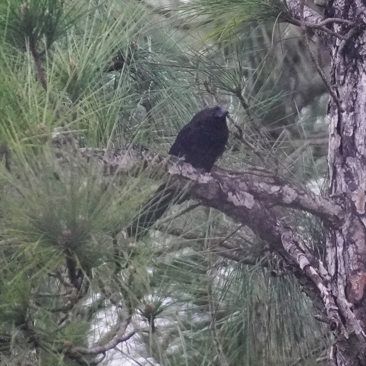 eBird Checklist - 10 Jan 2024 - Zoo Miami (do NOT report captive birds ...