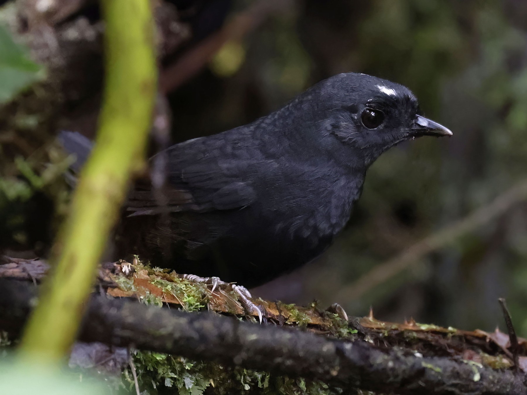White-crowned Tapaculo - eBird
