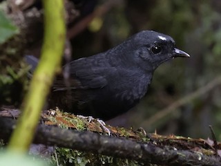 White-crowned Tapaculo - eBird