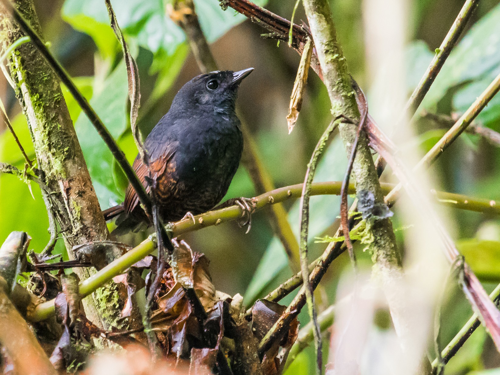 White-crowned Tapaculo - eBird