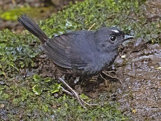 White-crowned Tapaculo - eBird