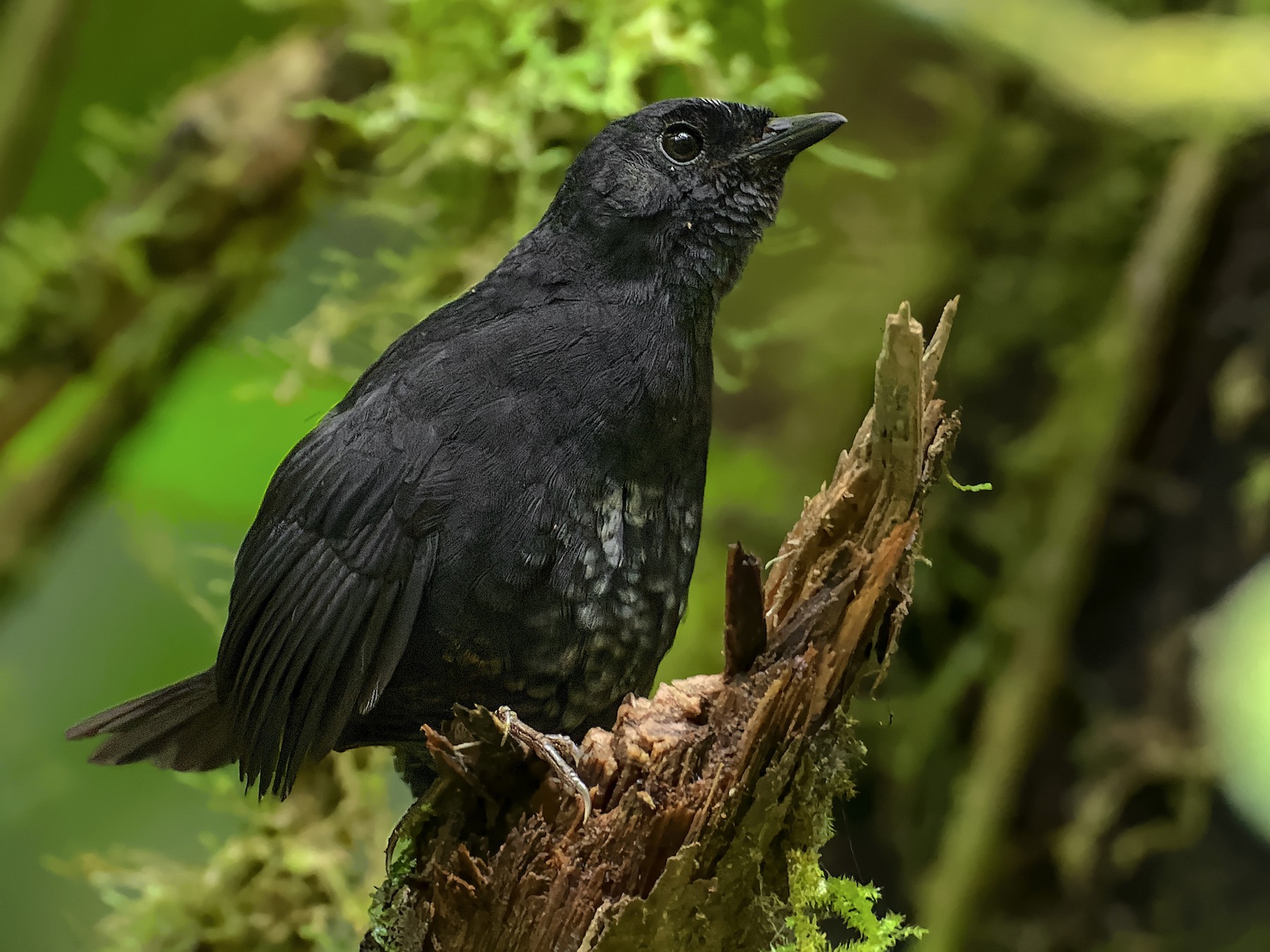 White-crowned Tapaculo - eBird