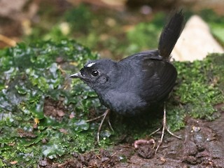 White-crowned Tapaculo - eBird
