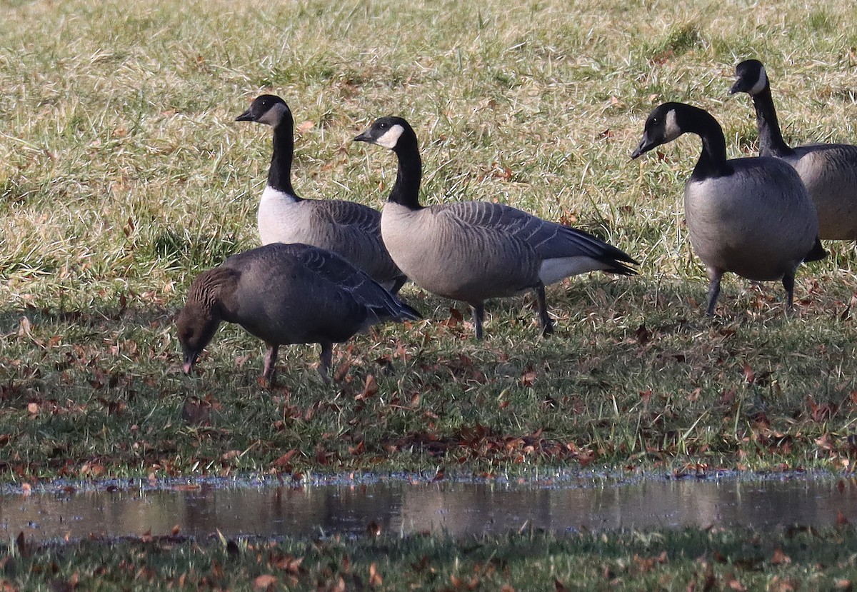 eBird Checklist - 10 Jan 2024 - Thompson Park, Lincroft, NJ - 1 species