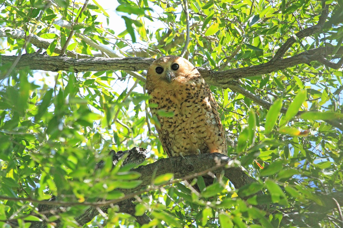 Pel's Fishing-Owl - Scotopelia peli - Birds of the World
