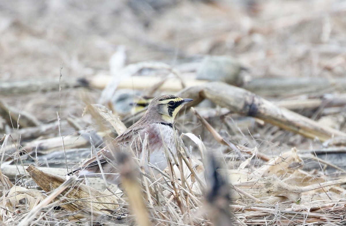 Pennsylvania Bird Atlas Checklist - 10 Jan 2024 - Reeser near Hawk View - 1 species