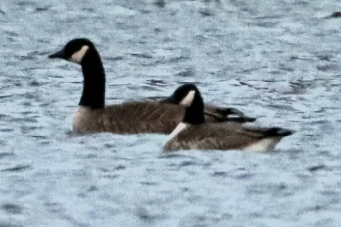 eBird Checklist - 10 Jan 2024 - Furnace Lake RA--Oxford Furnace Lake ...