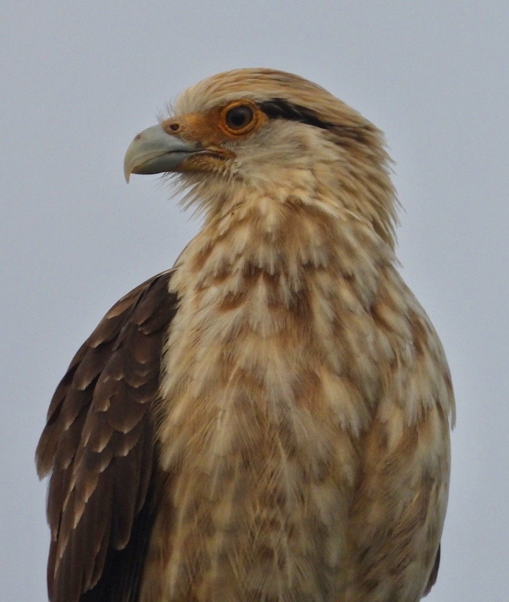 eBird Checklist - 6 Jan 2024 - Oleta River State Park, North Miami US ...