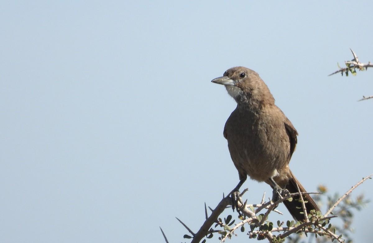 eBird Checklist - 4 Jan 2024 - Puerto Madryn--Cota 130 - 7 species