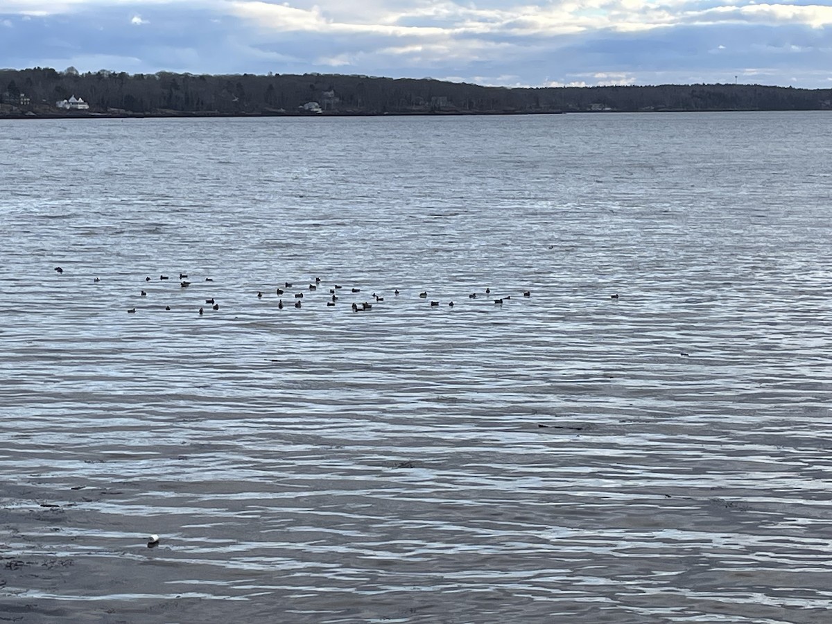 eBird Checklist - 10 Jan 2024 - Tallwood Dock/Linekin Bay - 12 species