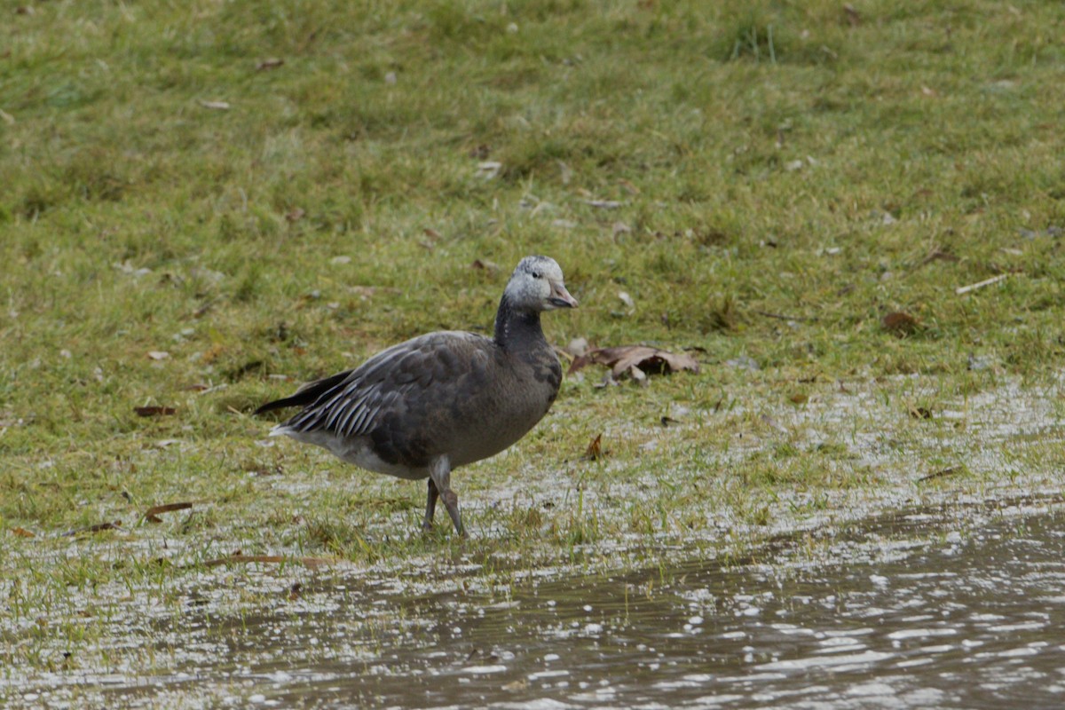 Pennsylvania Bird Atlas Checklist - 10 Jan 2024 - Little Buffalo SP - 11 species