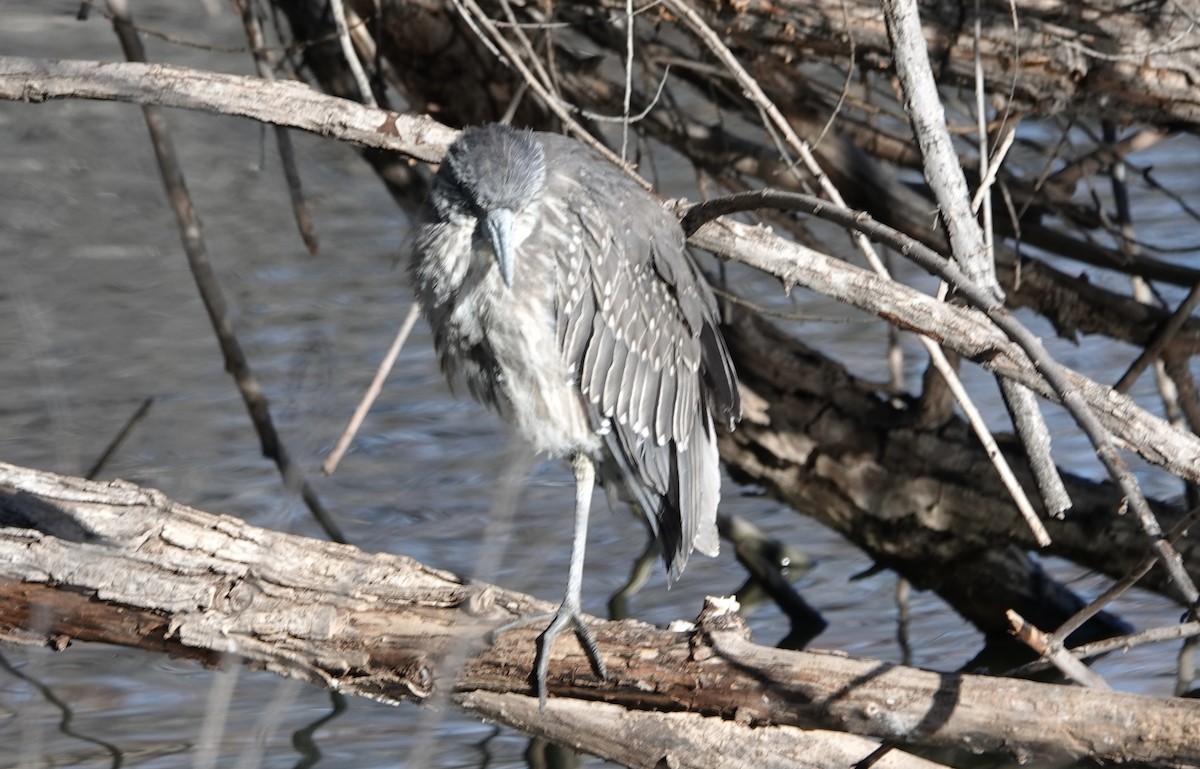 eBird Checklist - 8 Jan 2024 - Riparian Preserve at Gilbert Water Ranch ...