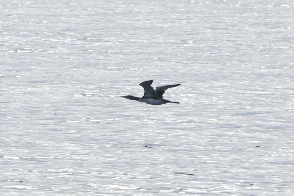 eBird Checklist - 10 Jan 2024 - Clover Point - 1 species