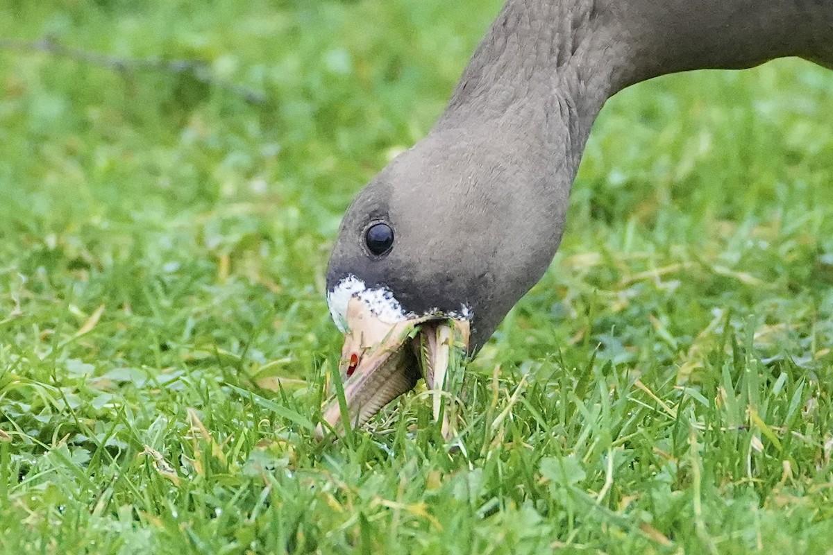 eBird Checklist - 10 Jan 2024 - Titlow Park & Beach - 6 species