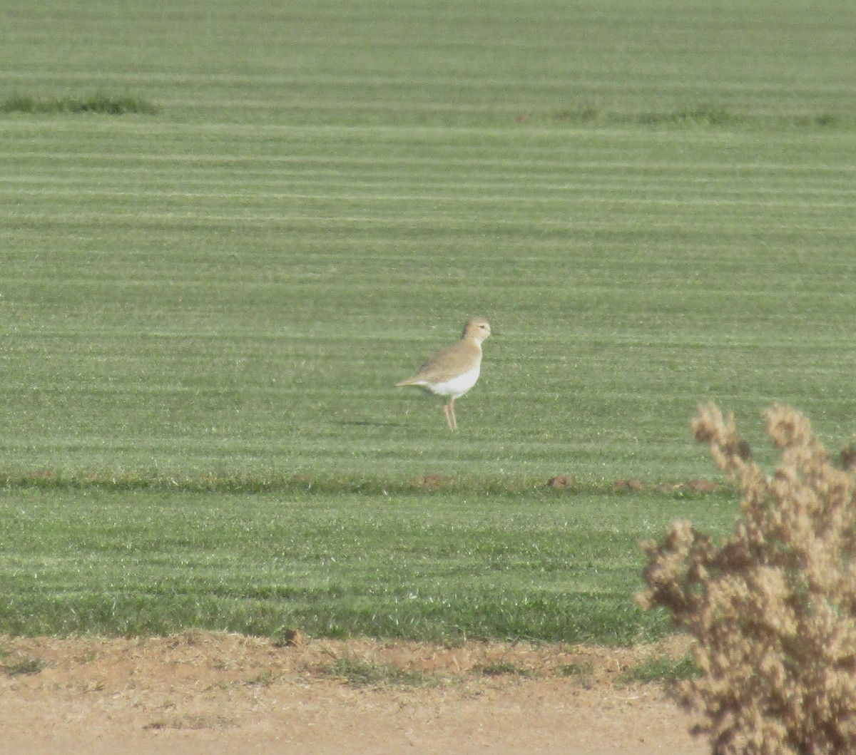 eBird Checklist - 10 Jan 2024 - Stanfield: Russell Rd. - 20 species