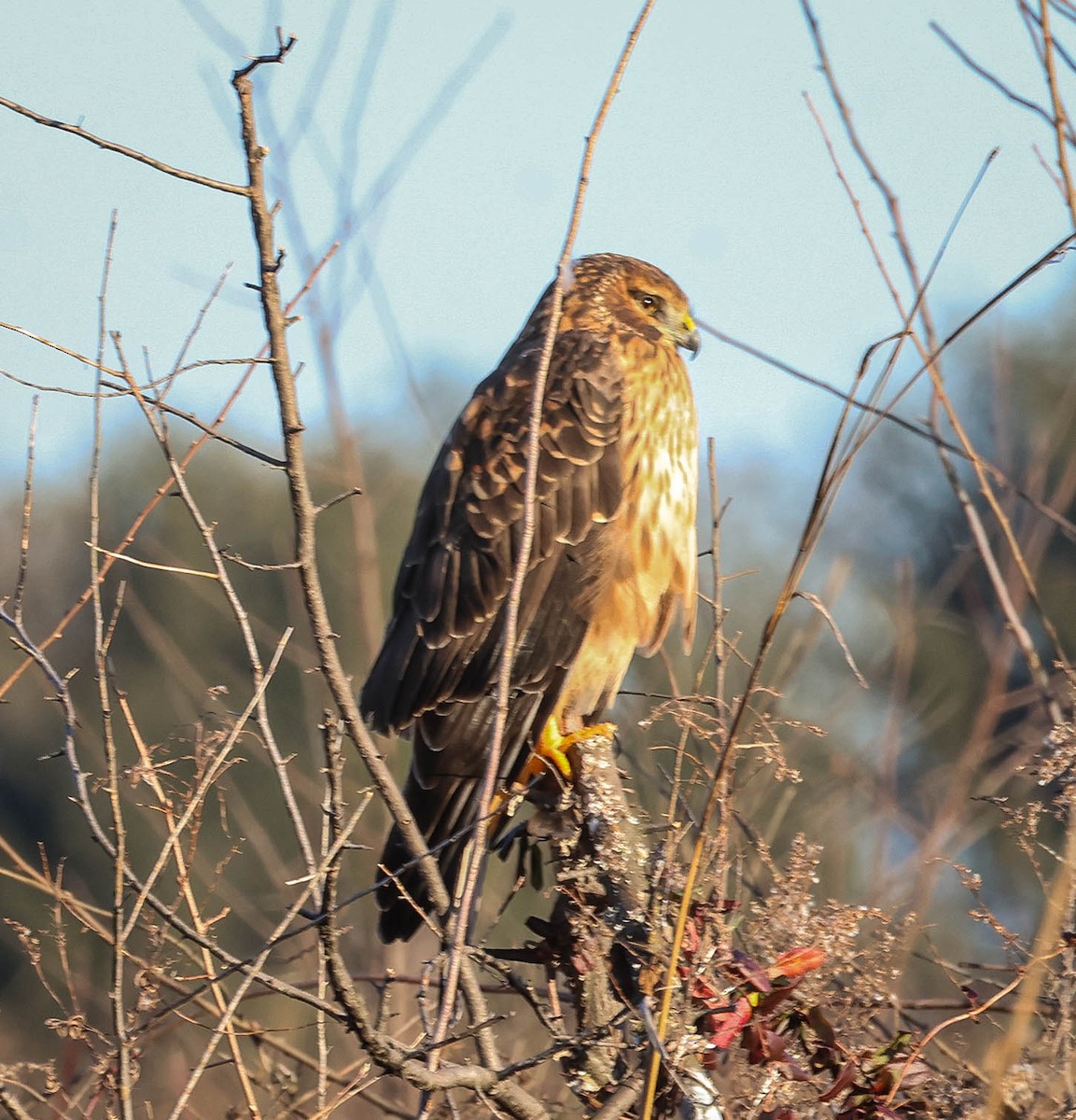 Arkansas eBird Checklist - 10 Jan 2024 - North West Mercer Park ...