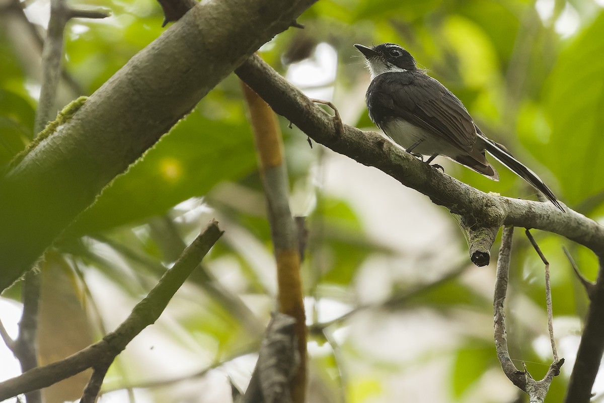 Northern Fantail (Biak) - eBird