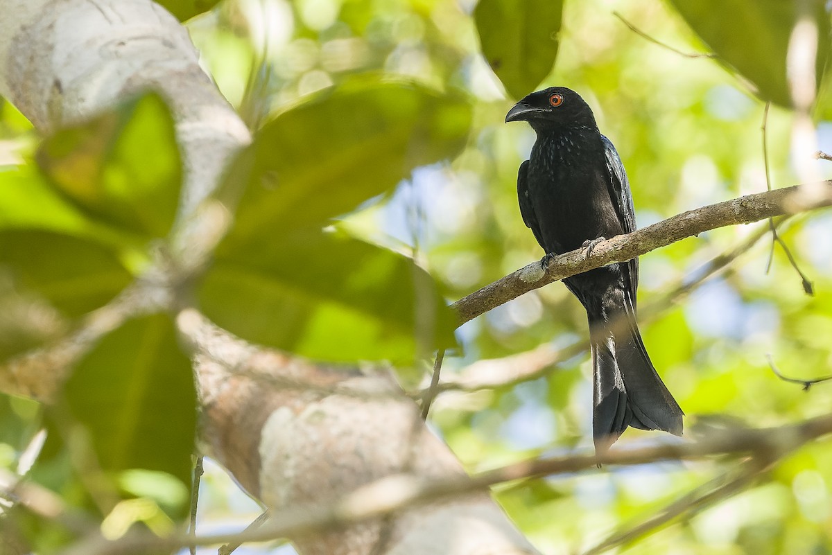 Spangled Drongo (Papuan) - eBird