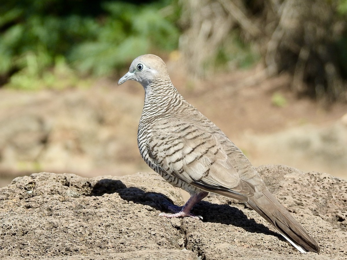 eBird Checklist - 10 Jan 2024 - Makapu’u PointLighthouse Trail ...