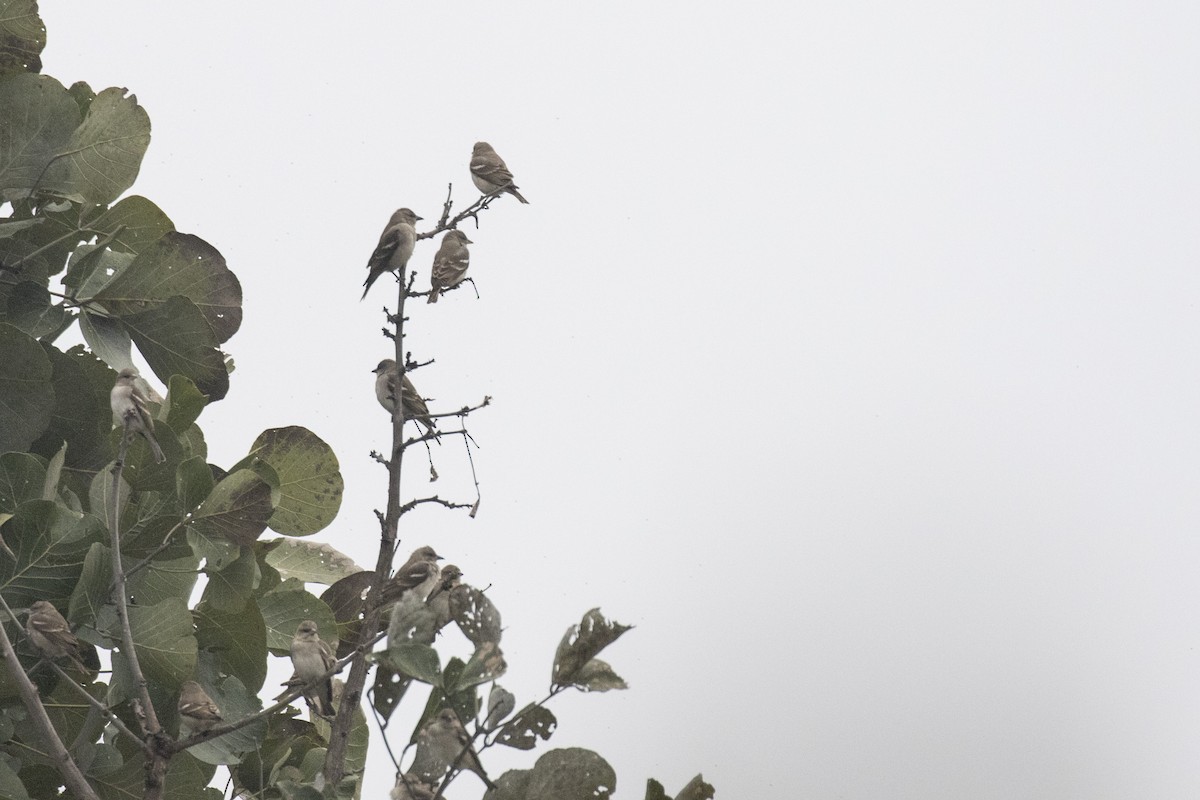 eBird India Checklist - 5 Jan 2024 - Gabdi Ghat - 8 species