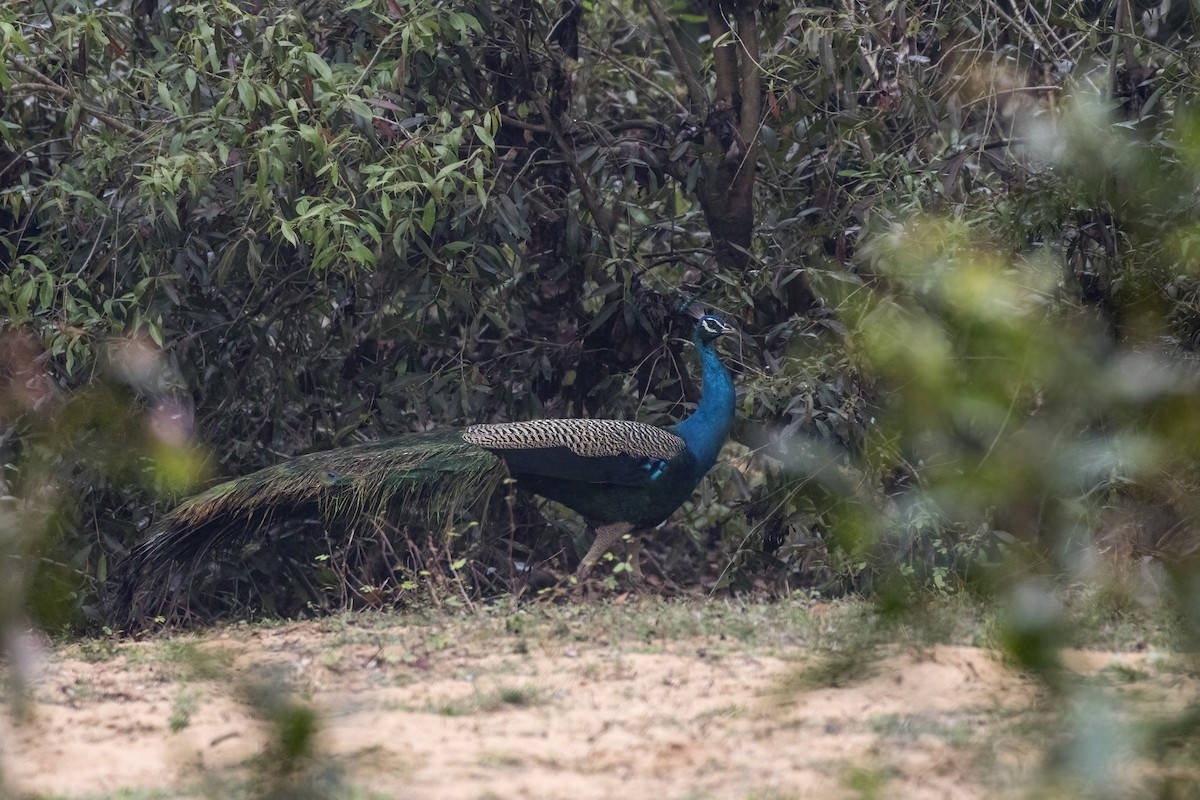 eBird India Checklist - 6 Jan 2024 - Gabdi Ghat - 8 species