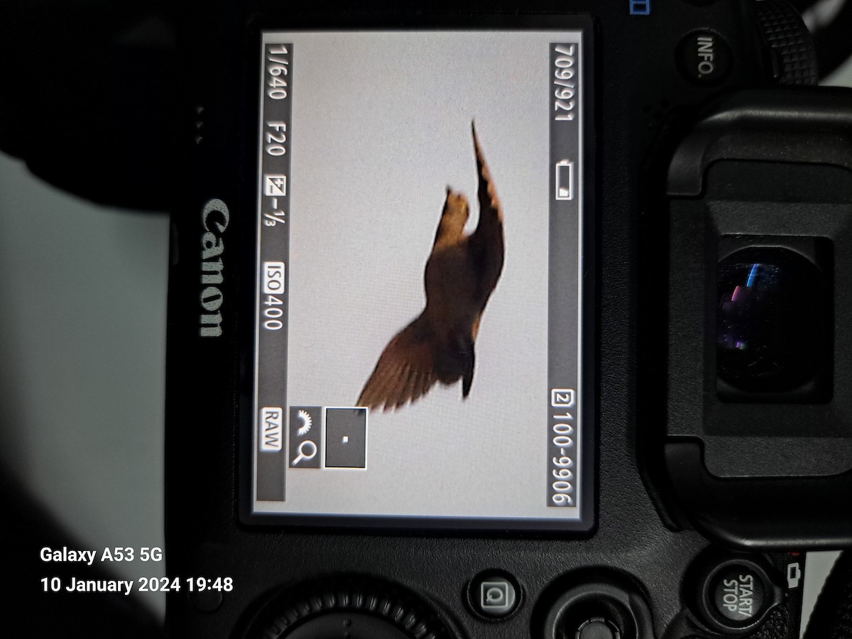 eBird India Checklist - 10 Jan 2024 - Nalsarovar Bird Sanctuary - 55 ...