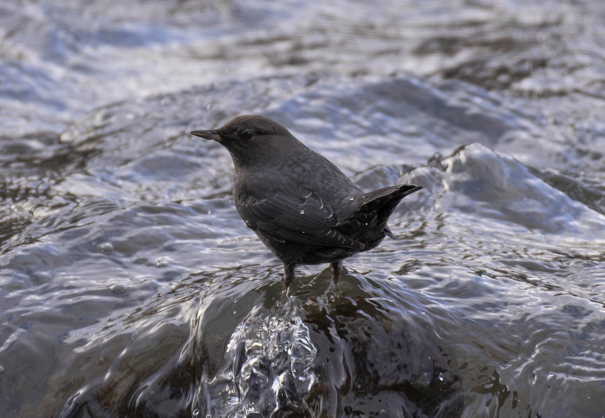 eBird Checklist - 10 Jan 2024 - Railroad Bridge Park - 12 species